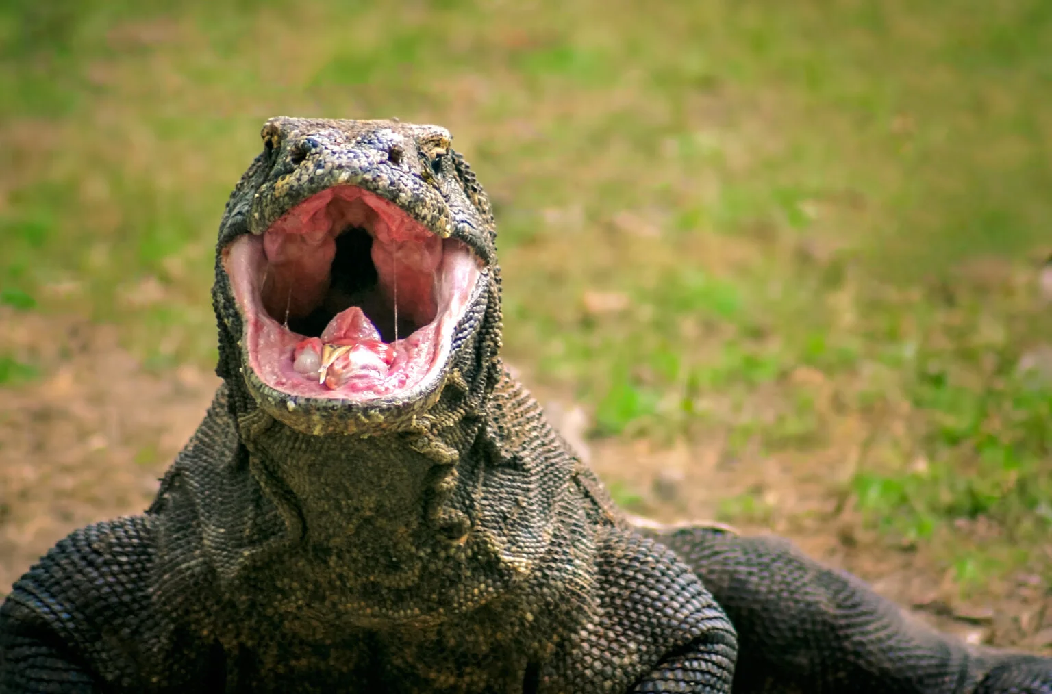 Kunjungan Wisata ke TN Komodo Naik Tajam, 432 Ribu Orang Sepanjang 2025 ...